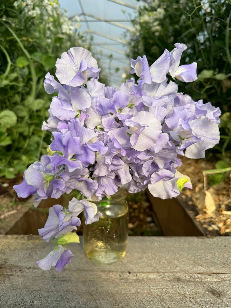 Alison Louise Sweet Pea Seeds – Sow Local Seeds