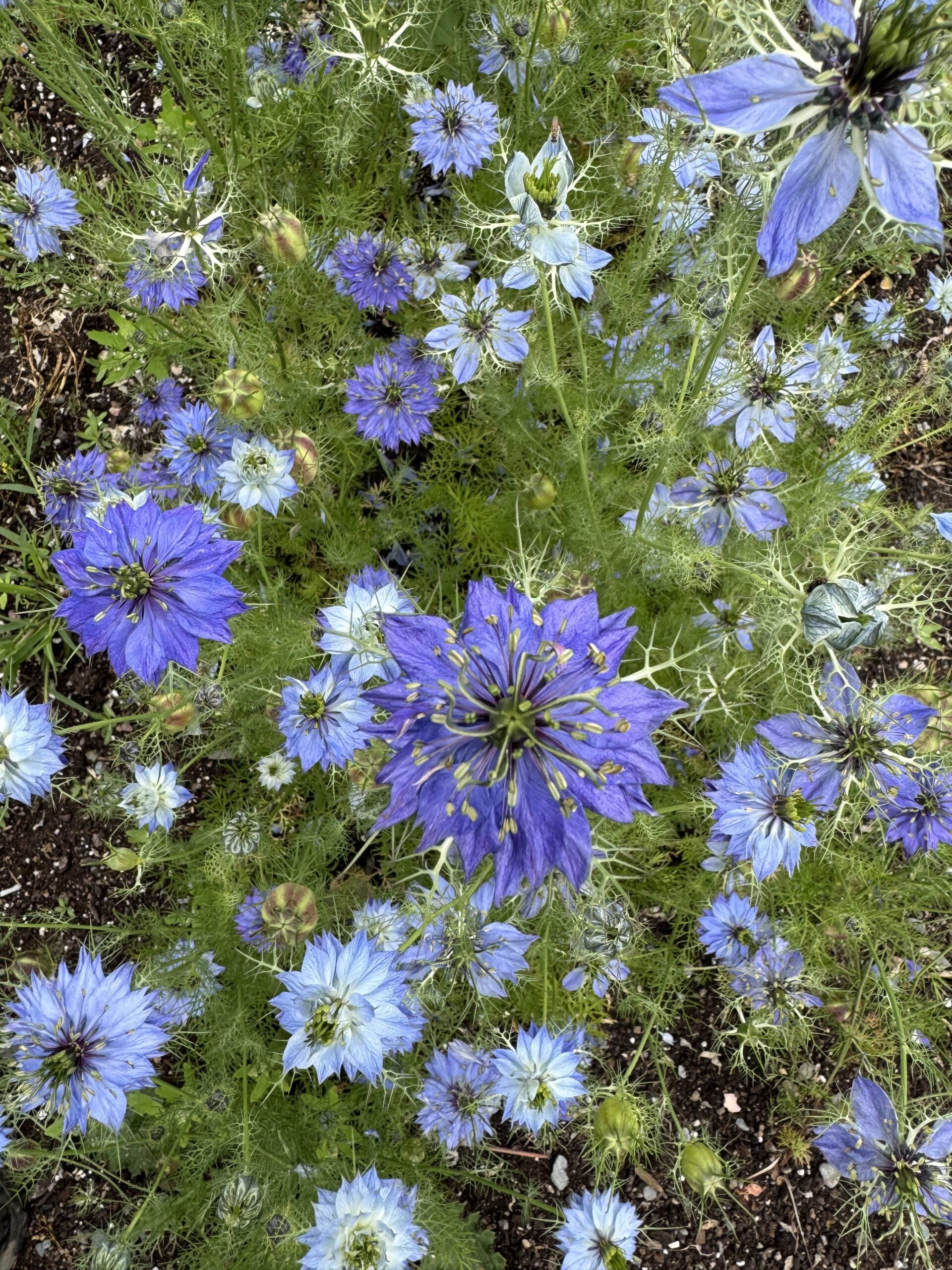 Nigella Miss Jekyll Dark Blue Seeds – Sow Local Seeds