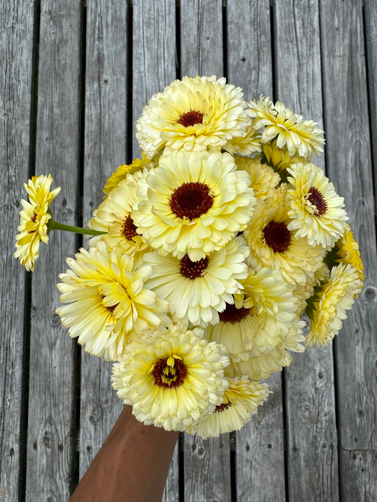 Calendula Ivory Princess Seeds – Sow Local Seeds