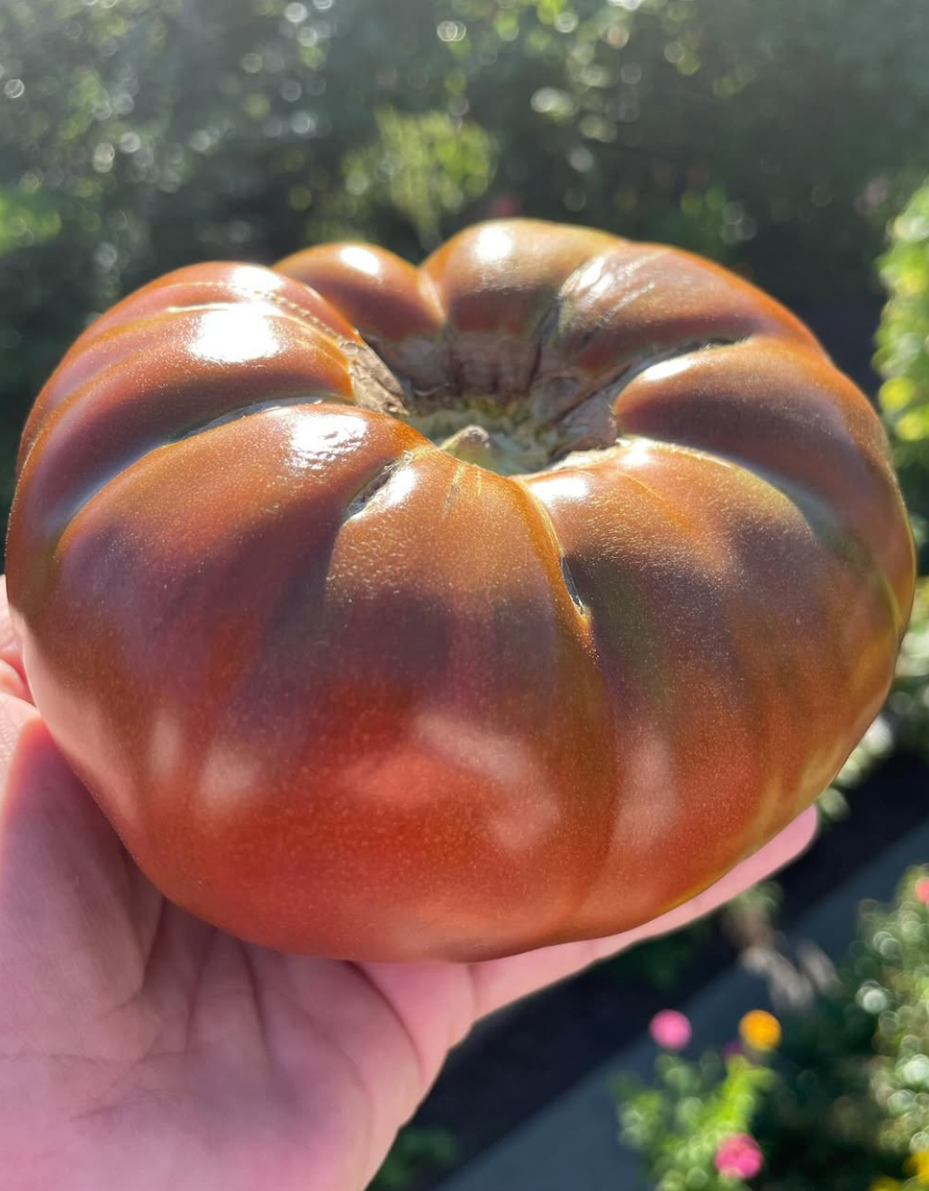 Beefsteak Cowboy Indeterminate Tomato Seeds – Sow Local Seeds